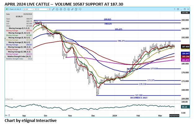 Live Cattle Vol Light Ahead of CoF - Archer Financial Services