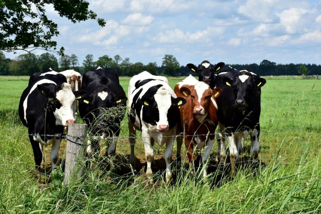 Cattle Continue to Show Strength For 2026 Futures - Archer Financial ...