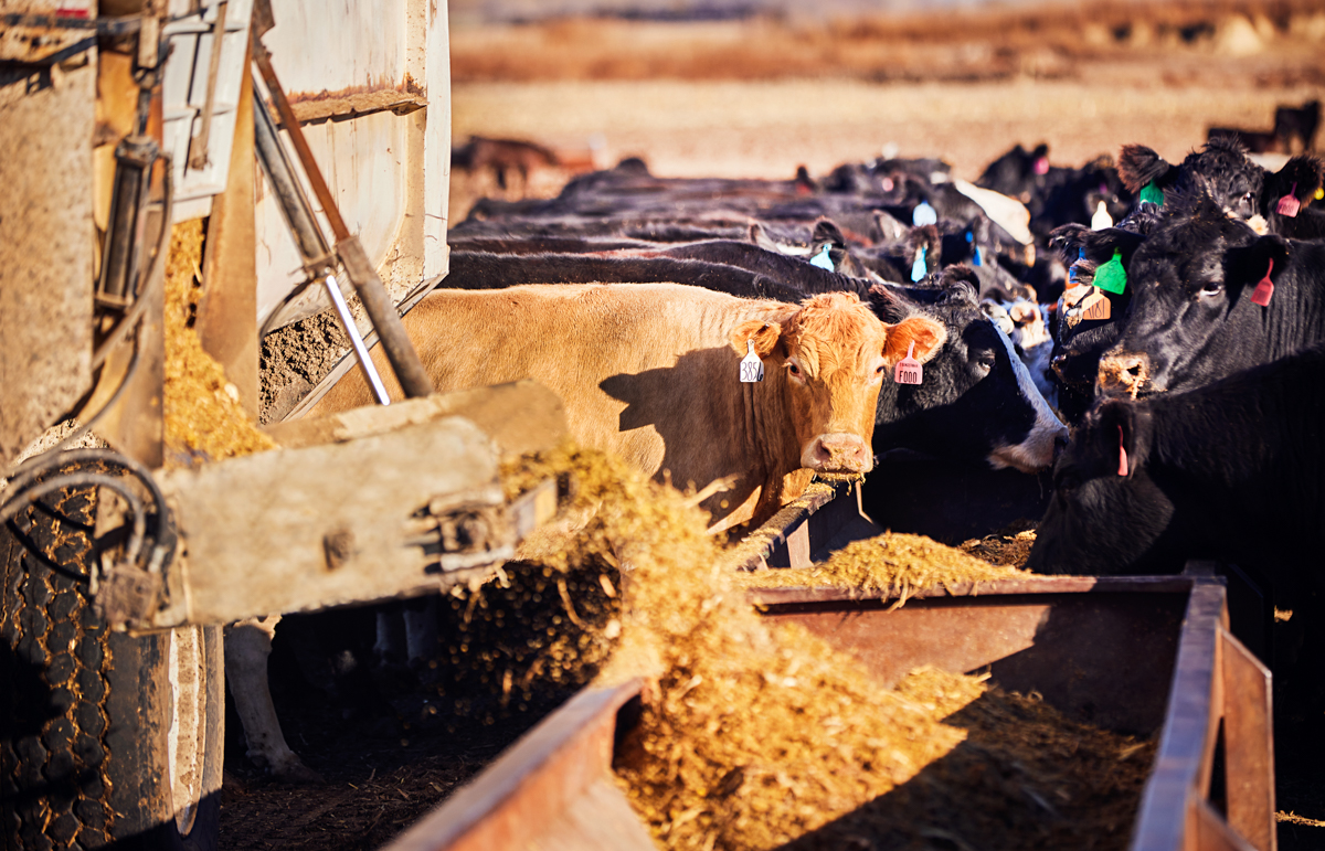 Brazil's Growth in Cattle Shifting to Feedlots - Archer Financial Services